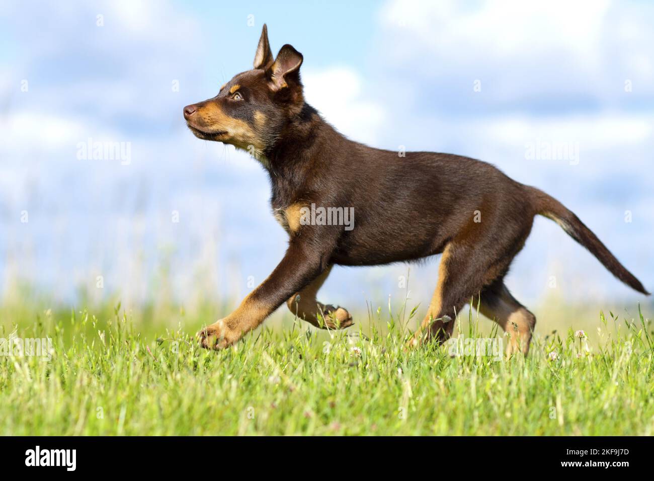 Australian kelpie profile hi-res stock photography and images - Alamy