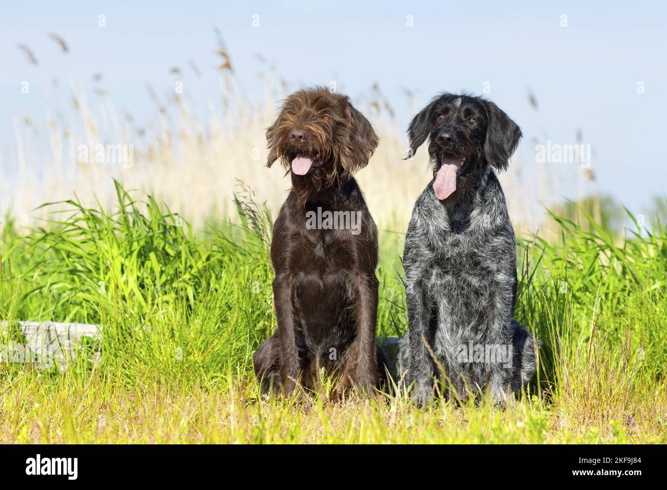 Large sized hunting dogs hi-res stock photography and images - Alamy