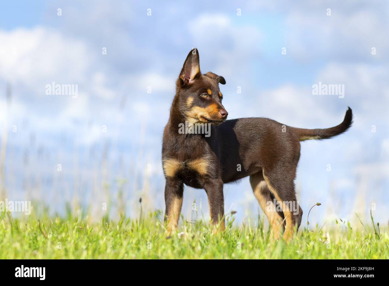 Australian Kelpie Puppy Stock Photo - Alamy