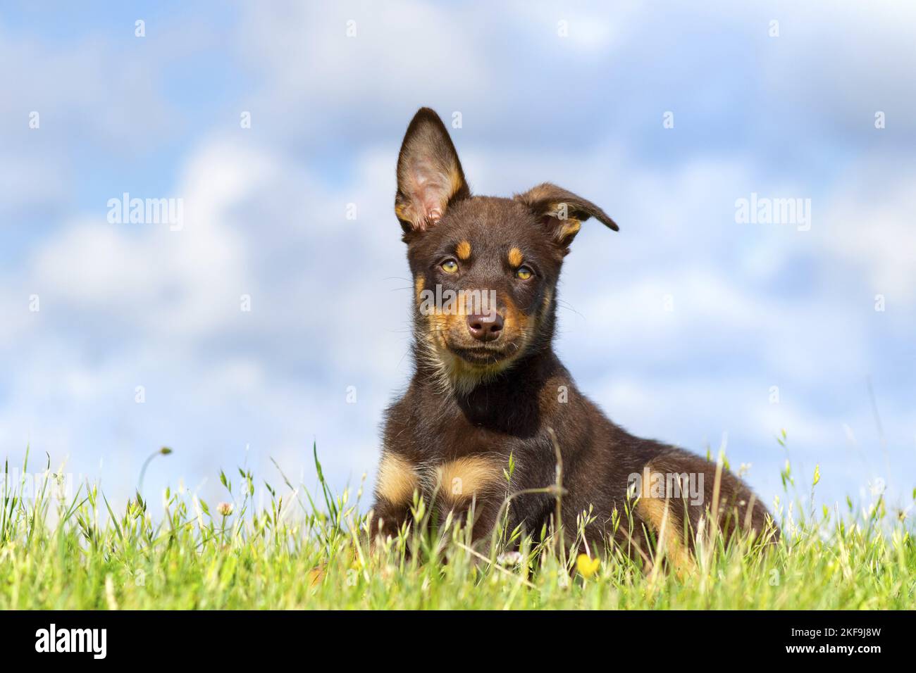 Australian Kelpie Puppy Stock Photo - Alamy