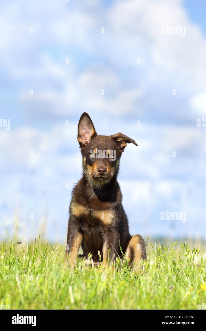 Australian Kelpie Puppy Stock Photo - Alamy