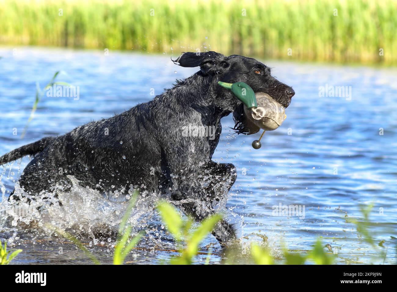 German wirehaired Pointer in summer Stock Photo - Alamy
