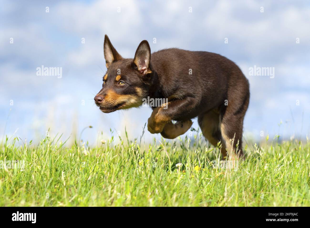 Australian Kelpie Puppy Stock Photo - Alamy
