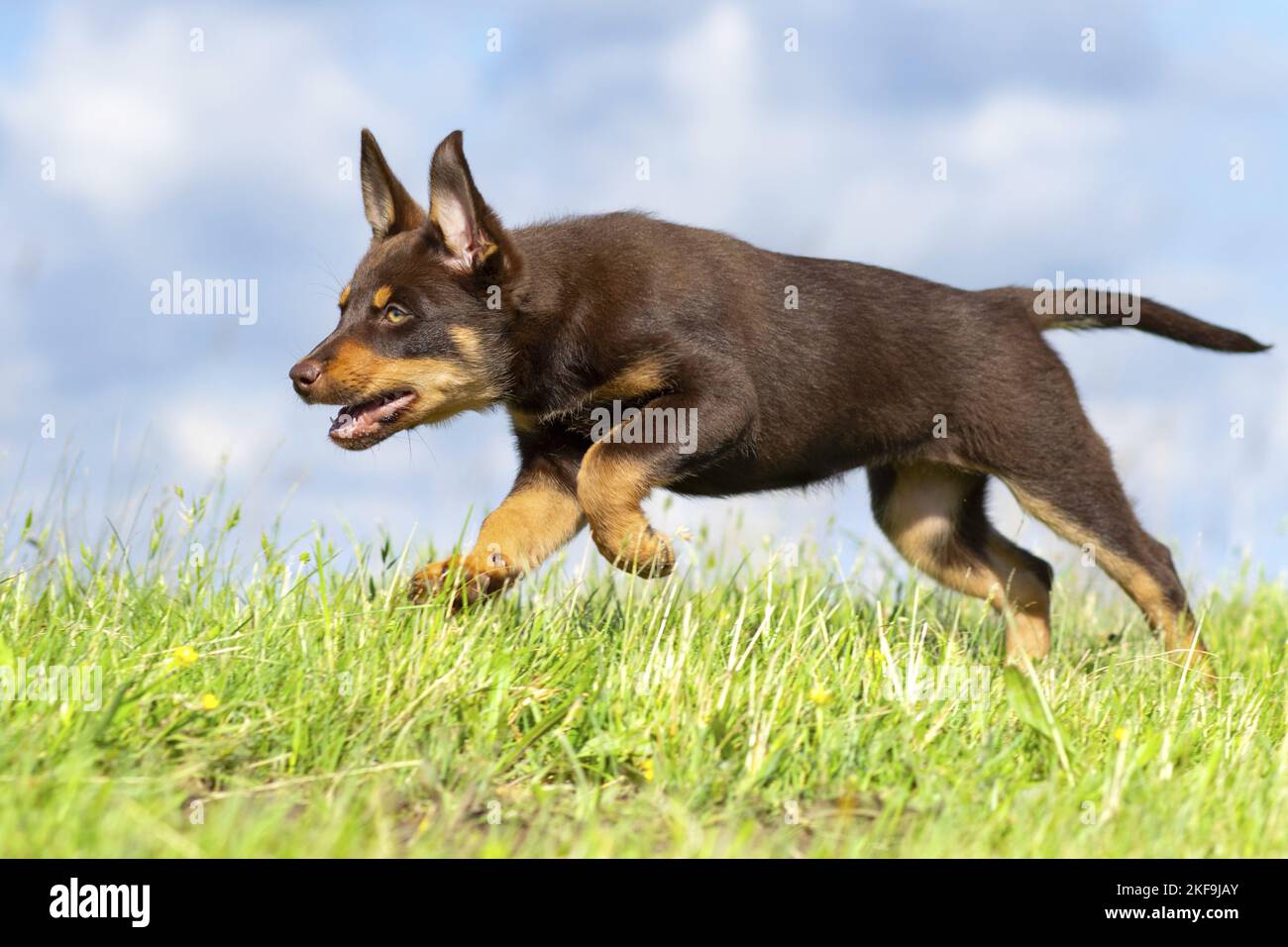 Australian Kelpie Puppy Stock Photo - Alamy