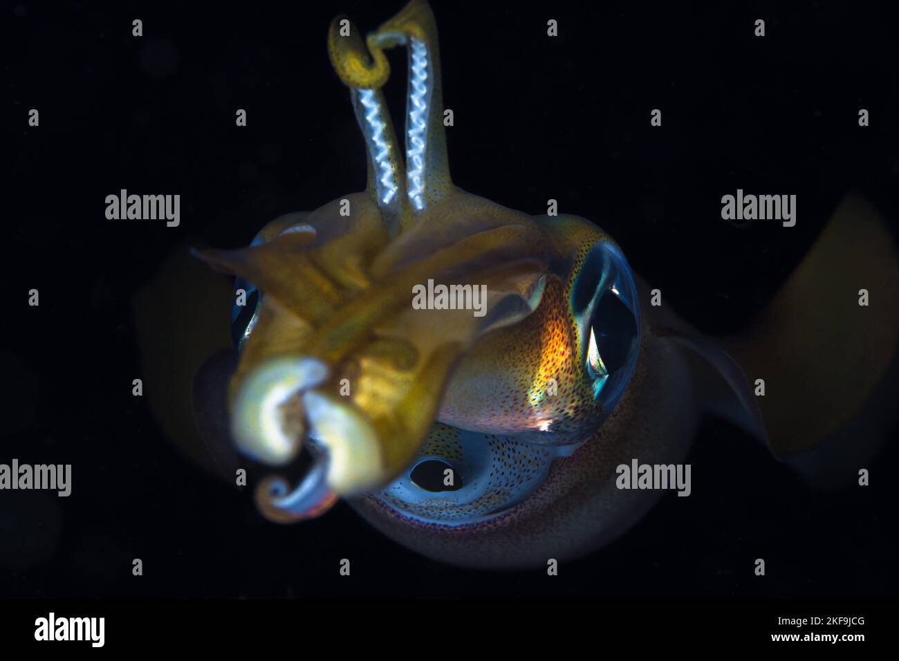 Close up on the face of Squid underwater Stock Photo - Alamy