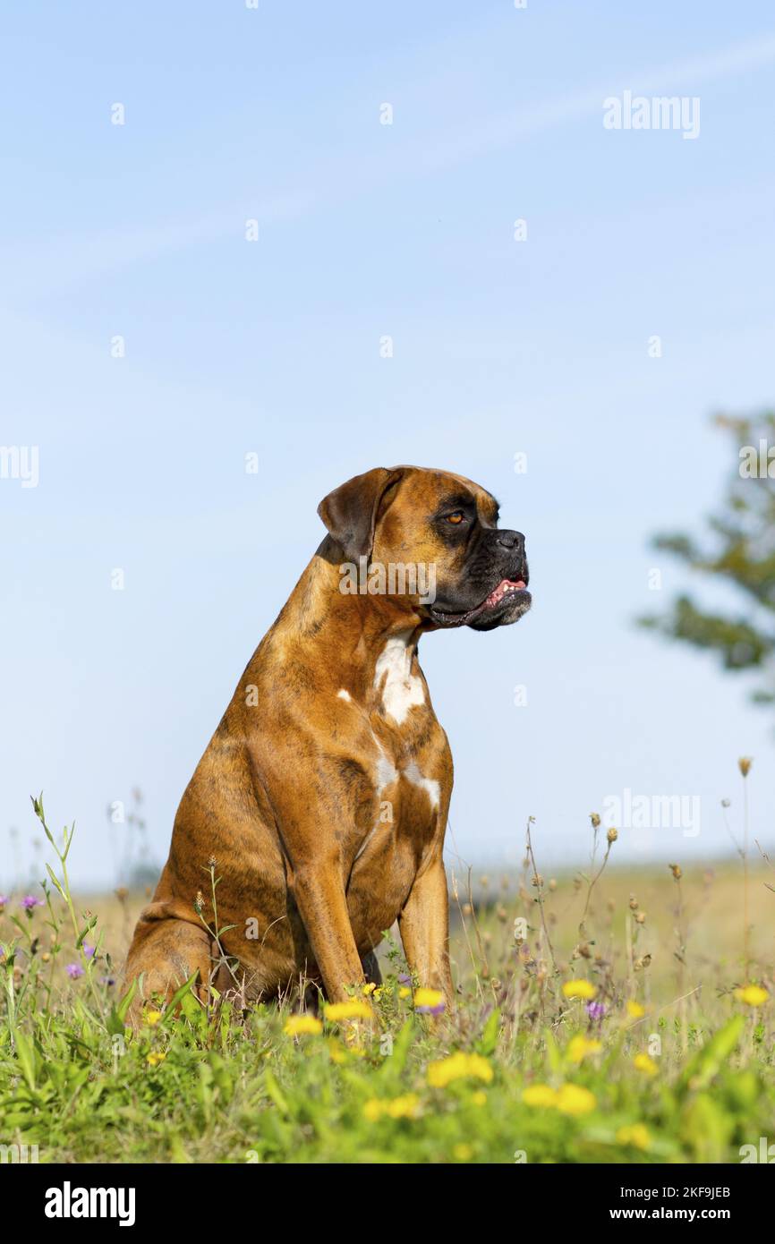 adult German Boxer Stock Photo - Alamy