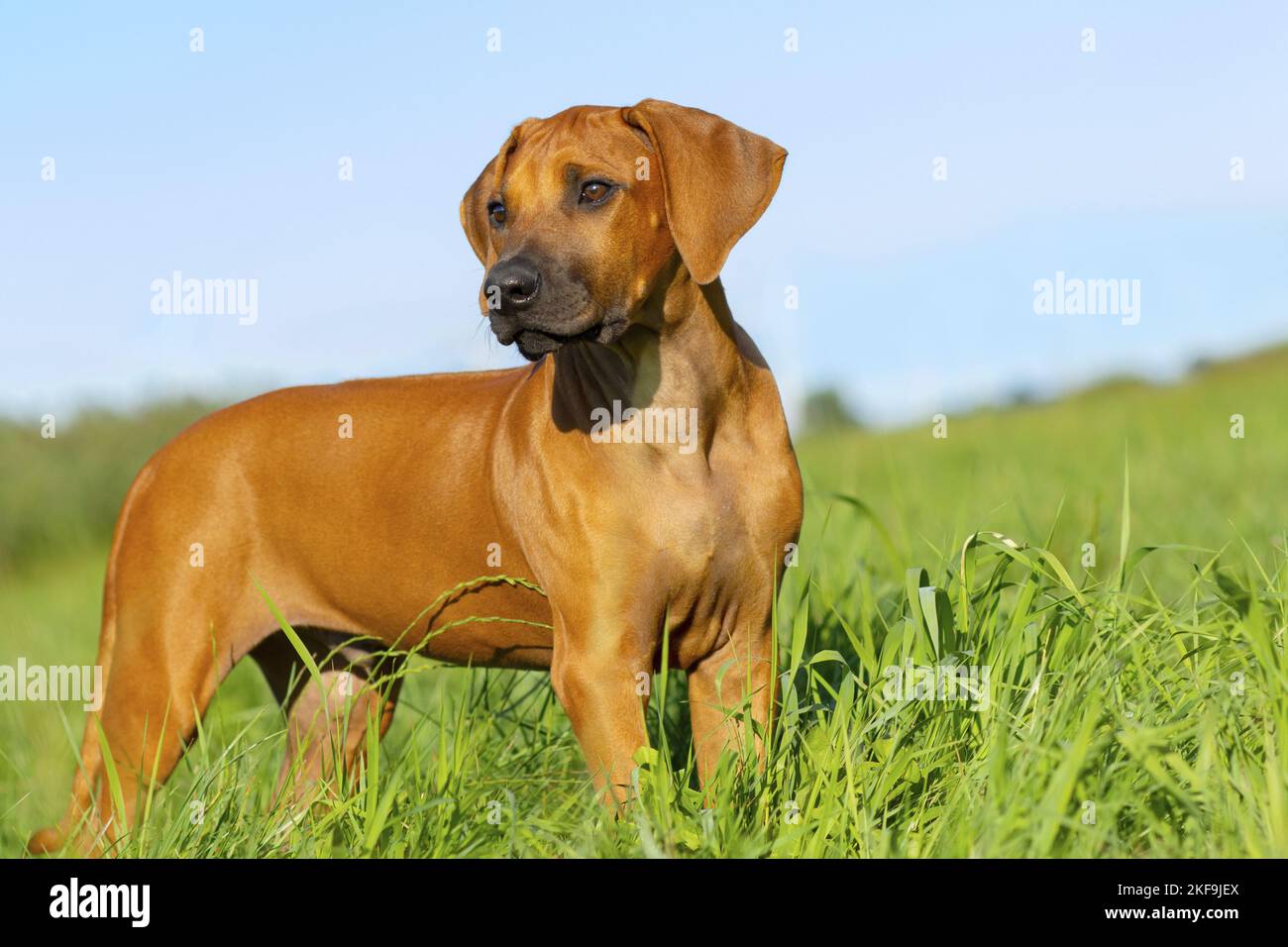 Rhodesian Ridgeback Puppy Stock Photo - Alamy