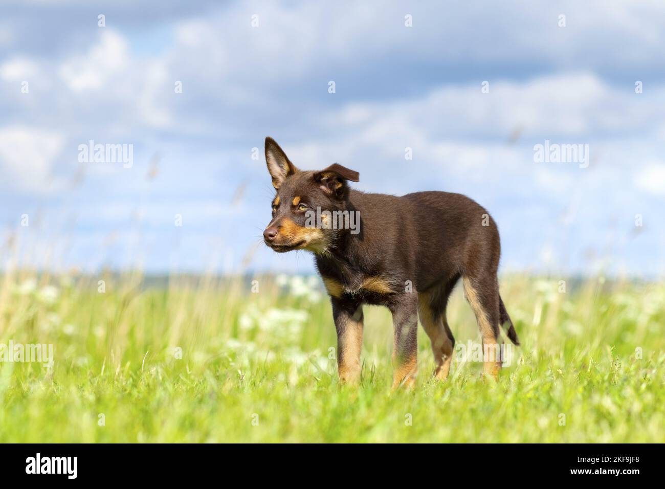 Australian Kelpie Puppy Stock Photo - Alamy