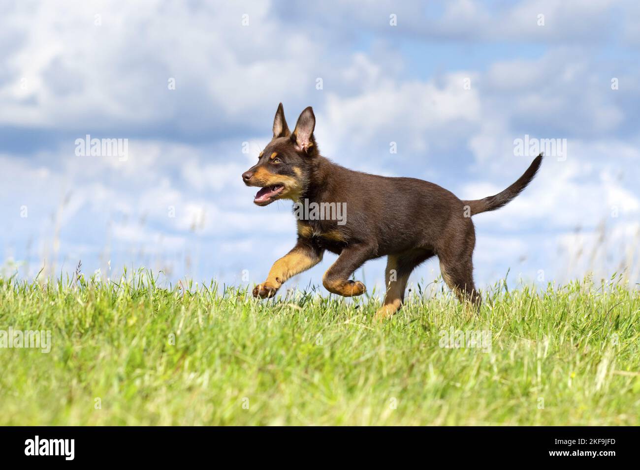 Australian Kelpie Puppy Stock Photo - Alamy