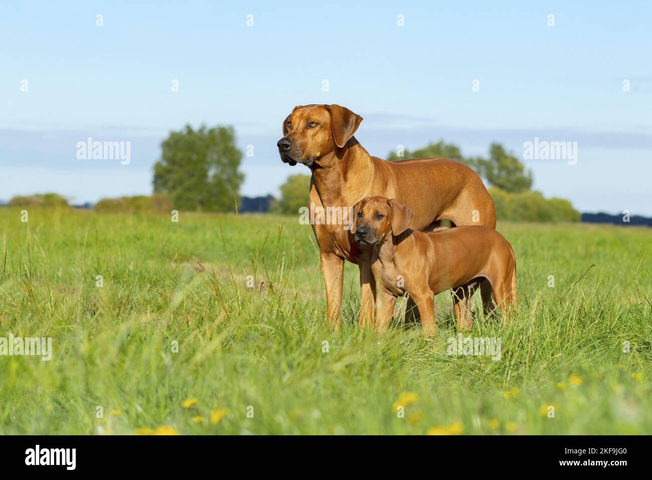 2 Rhodesian Ridgebacks Stock Photo - Alamy