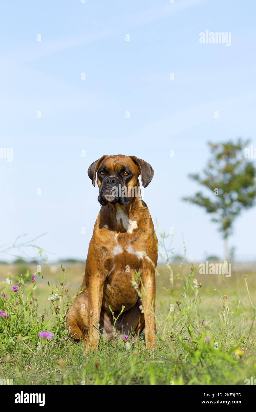 adult German Boxer Stock Photo - Alamy