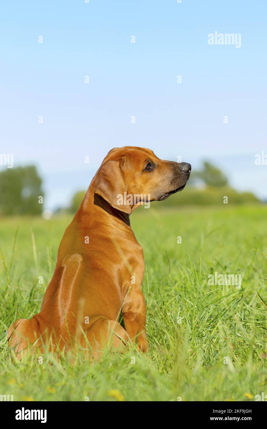Rhodesian Ridgeback Puppy Stock Photo - Alamy