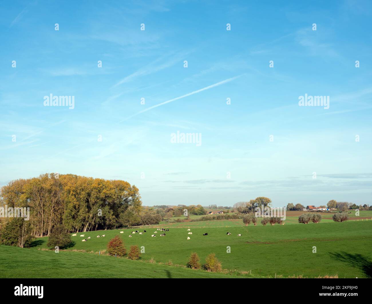 rural countryside landscape with cows between brussels and charleroi in ...
