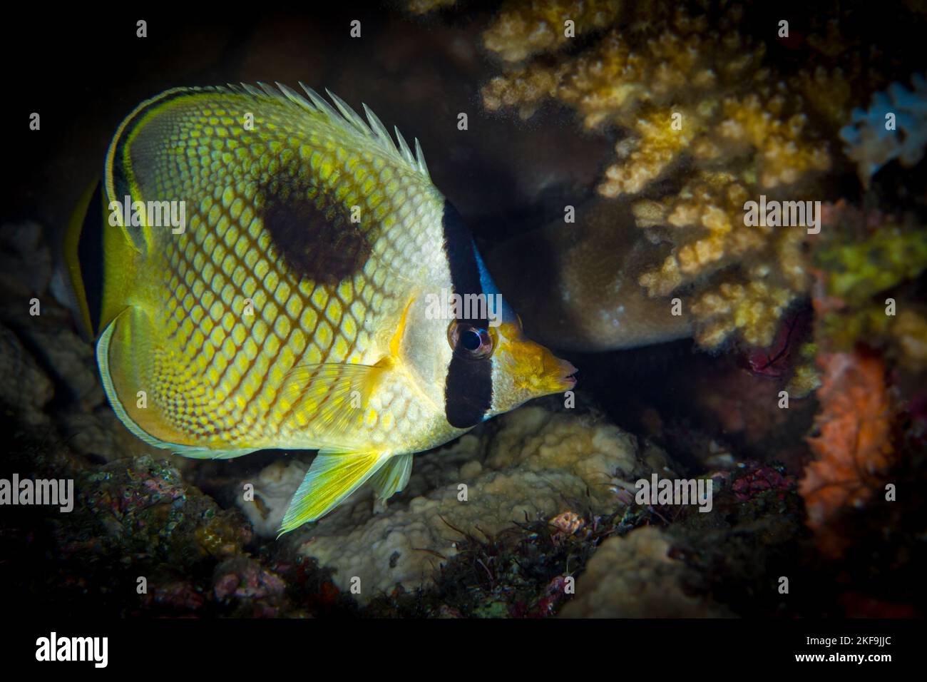 Colourful tropical reef fish above coral reef in Kimbe Bay in papua New ...