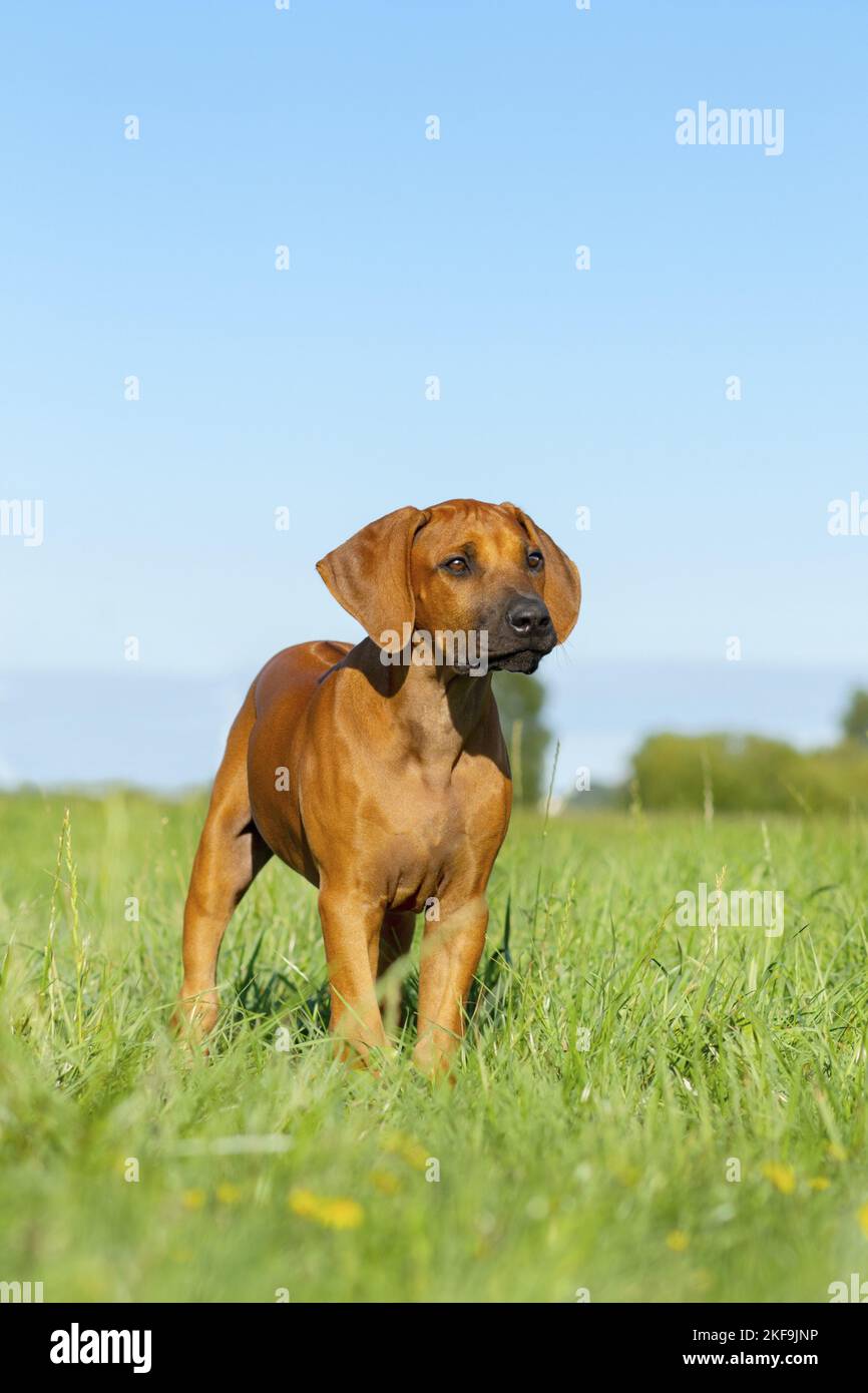 Rhodesian Ridgeback Puppy Stock Photo - Alamy