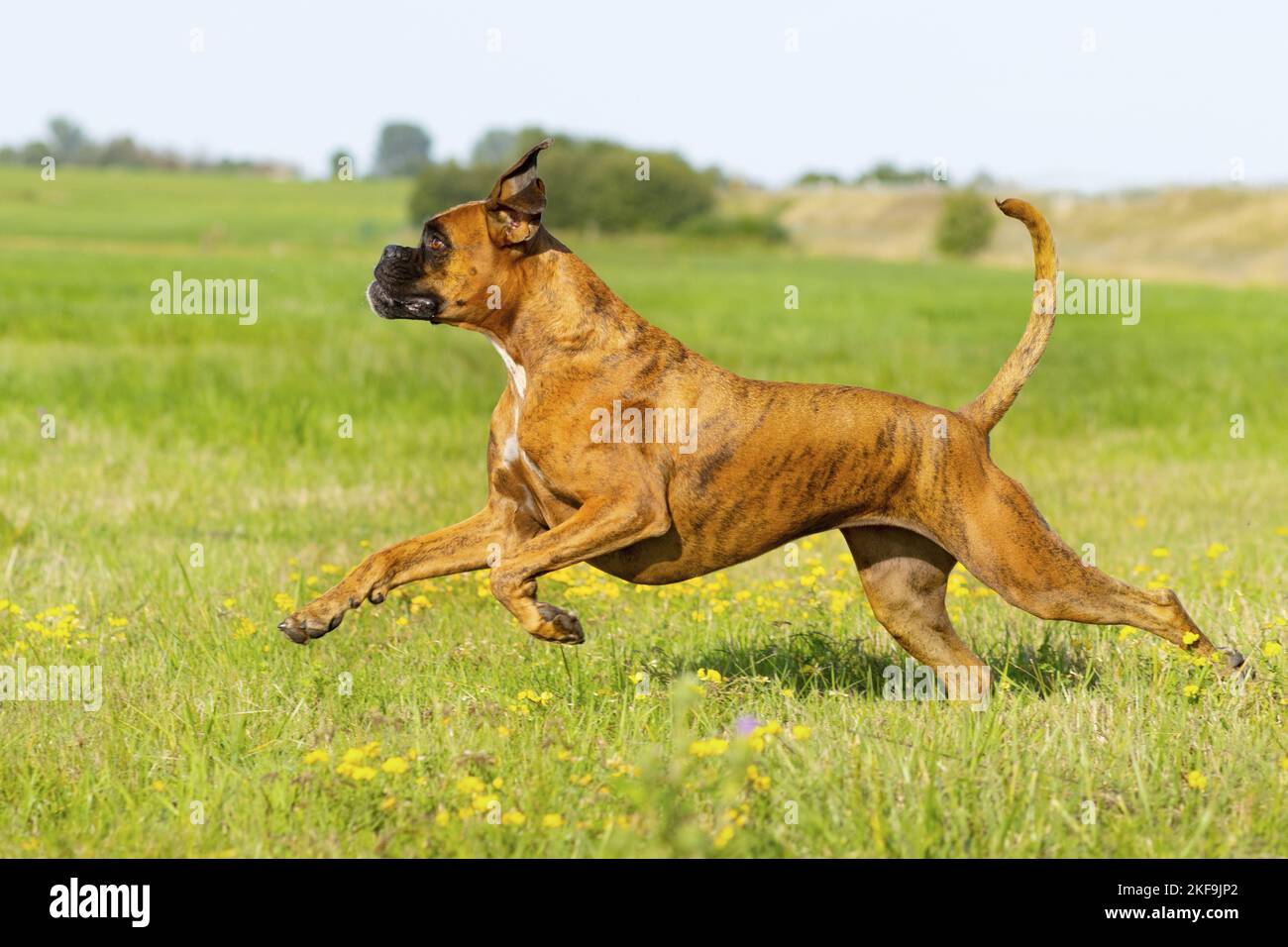 adult German Boxer Stock Photo - Alamy