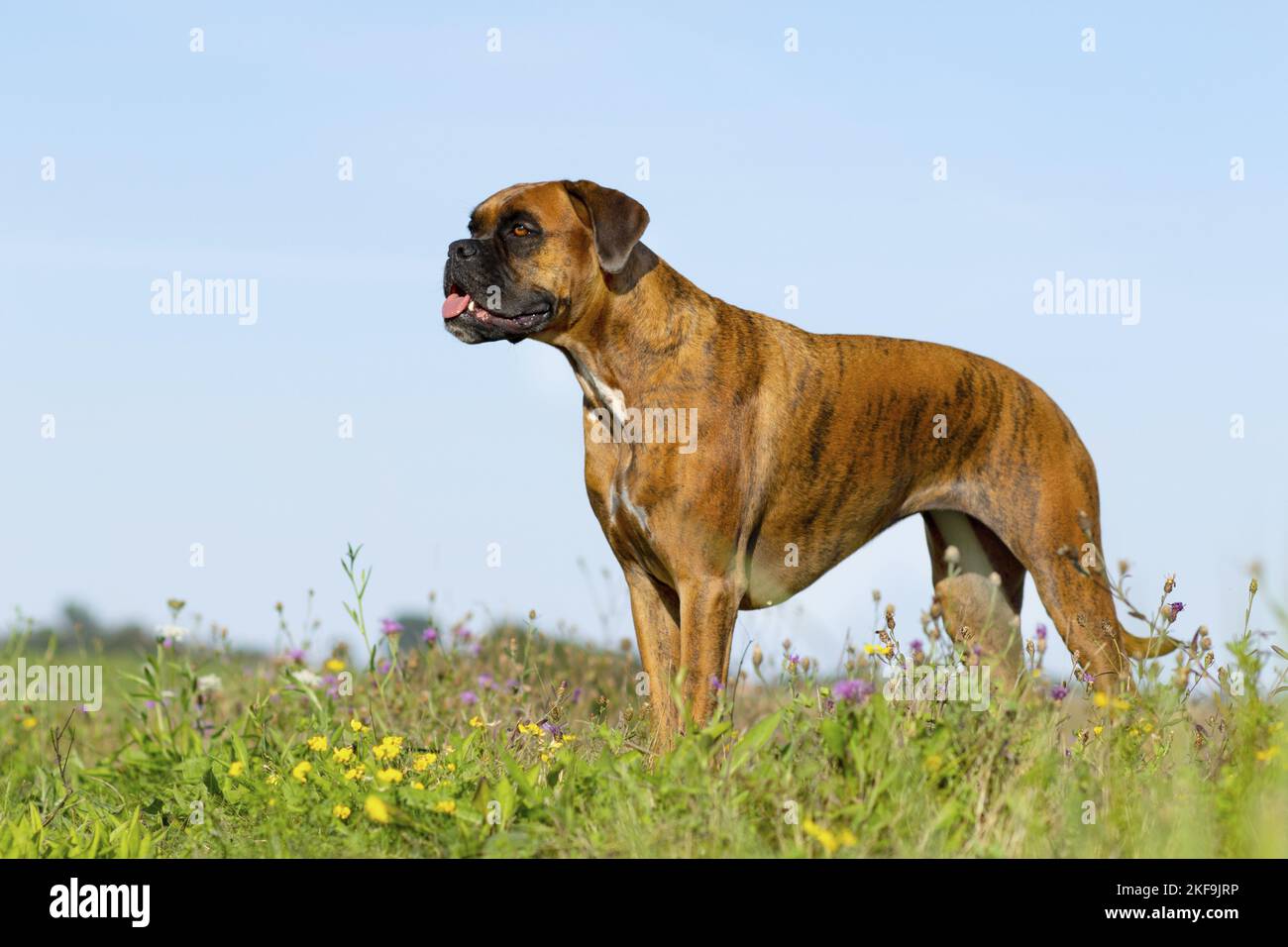 adult German Boxer Stock Photo - Alamy
