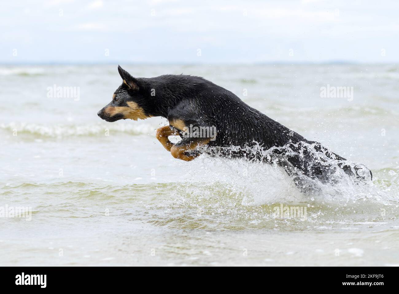 adult Australian Kelpie Stock Photo - Alamy