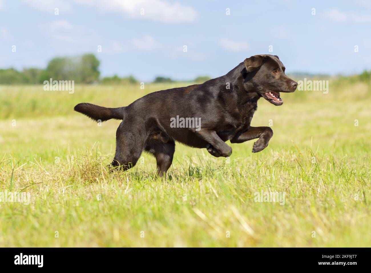 chocolate Labrador Retriever Stock Photo - Alamy