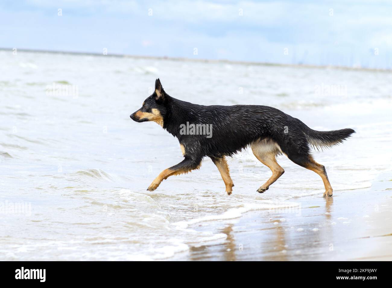 adult Australian Kelpie Stock Photo - Alamy