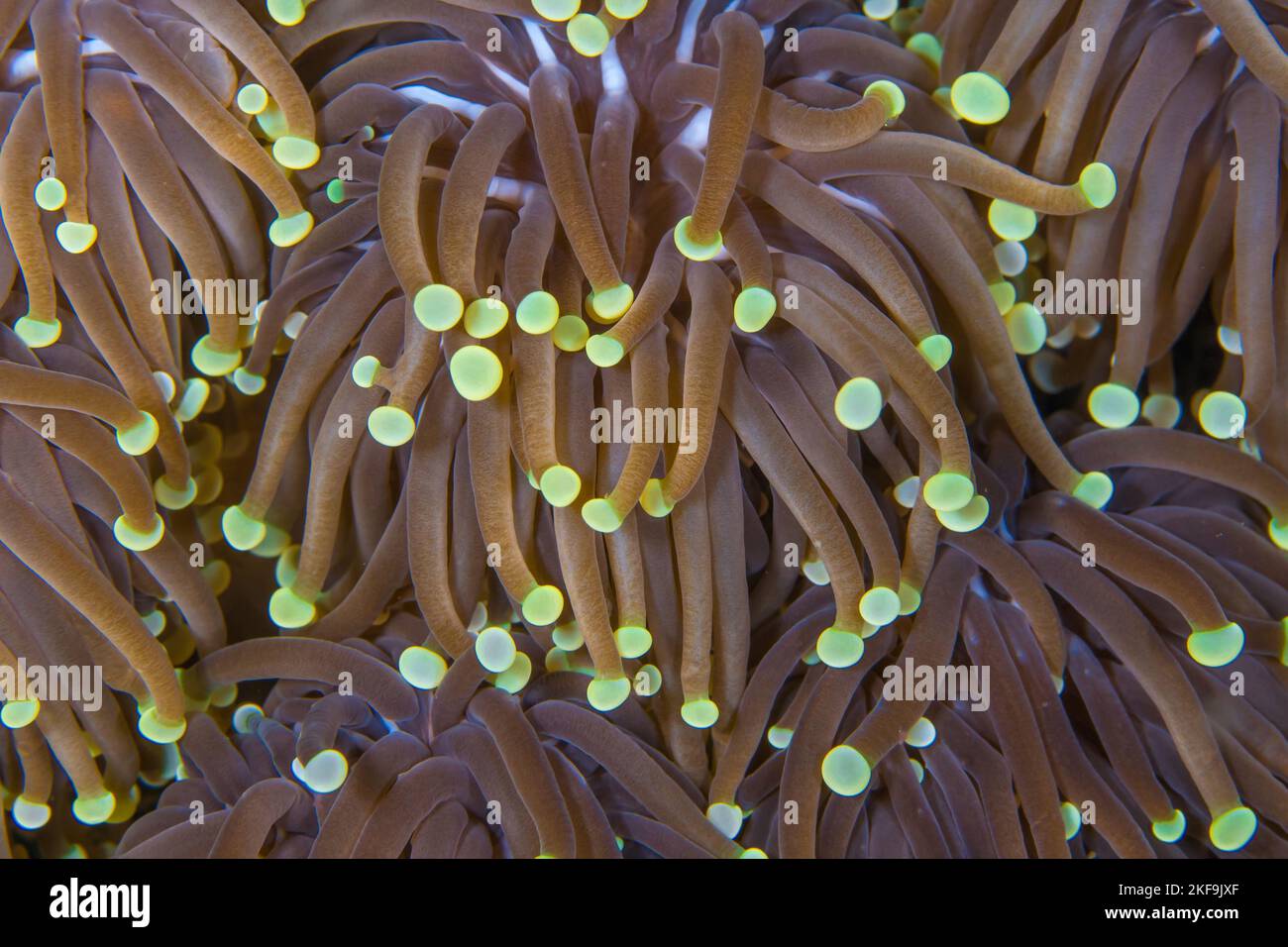 Close of detail of Sea anemone on Coral reef in papua New Guinea Stock ...