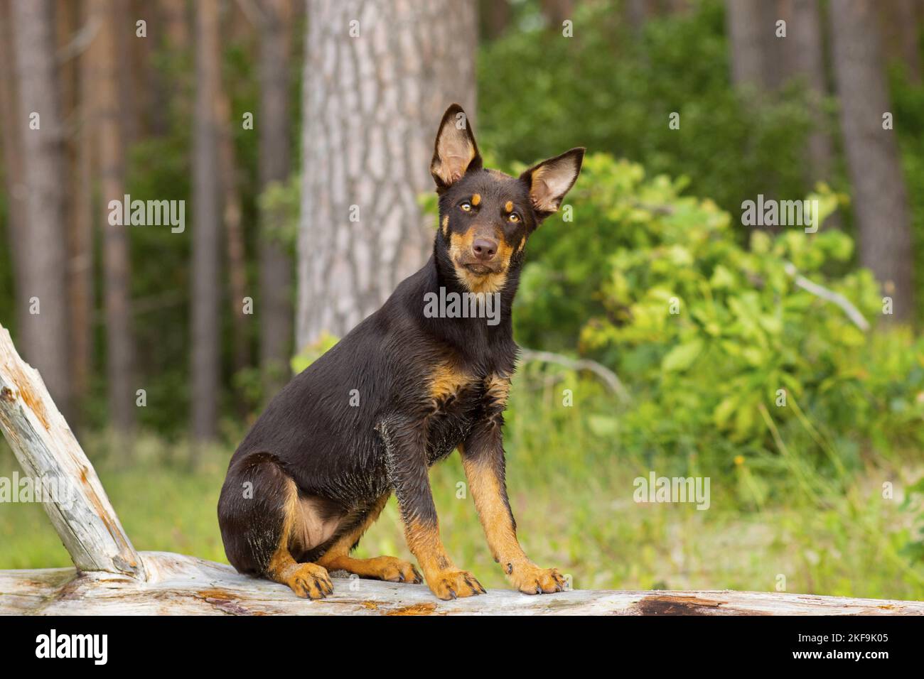 young Australian Kelpie Stock Photo - Alamy