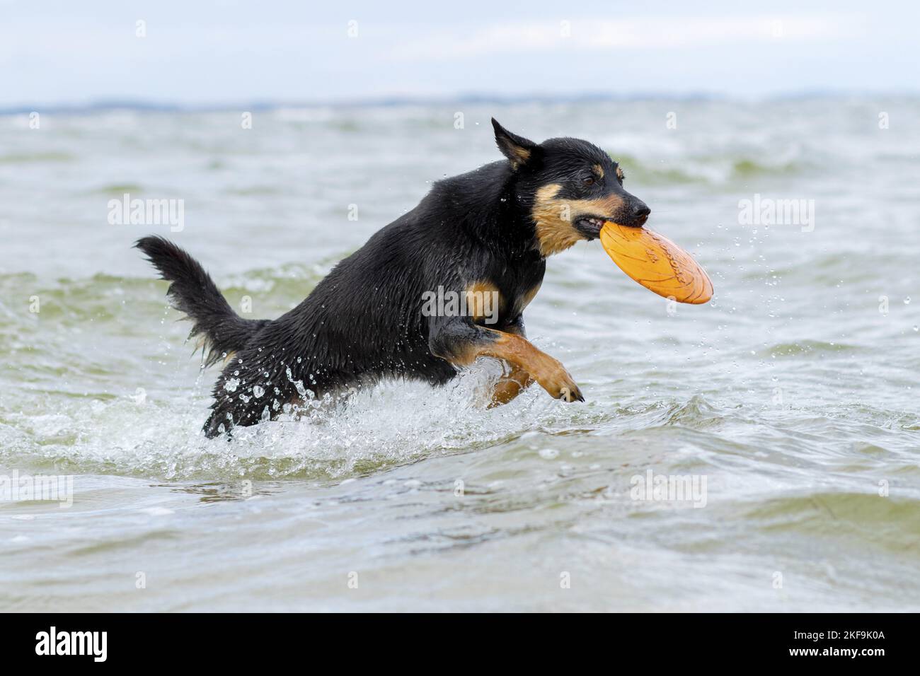 adult Australian Kelpie Stock Photo - Alamy