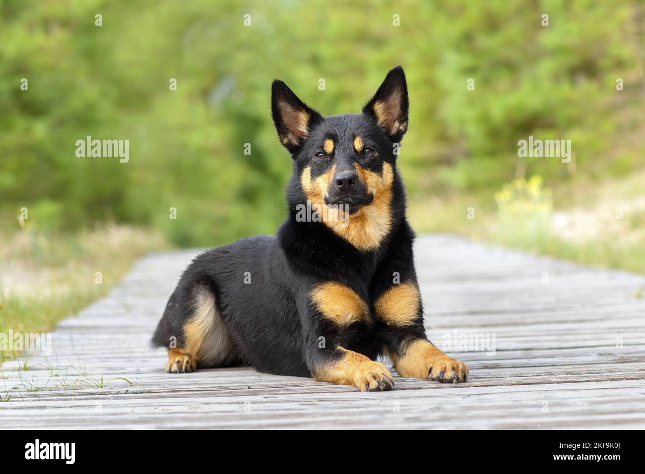 adult Australian Kelpie Stock Photo - Alamy