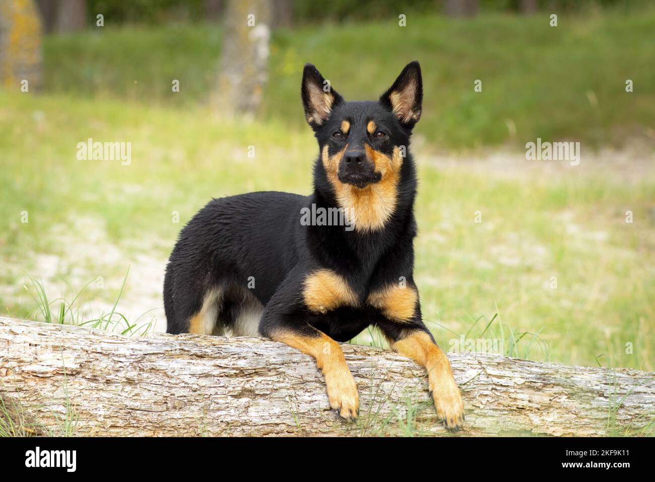 adult Australian Kelpie Stock Photo - Alamy