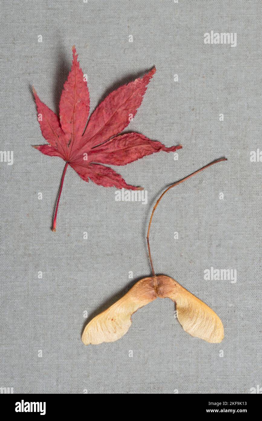 Beautiful red maple hi-res stock photography and images - Alamy