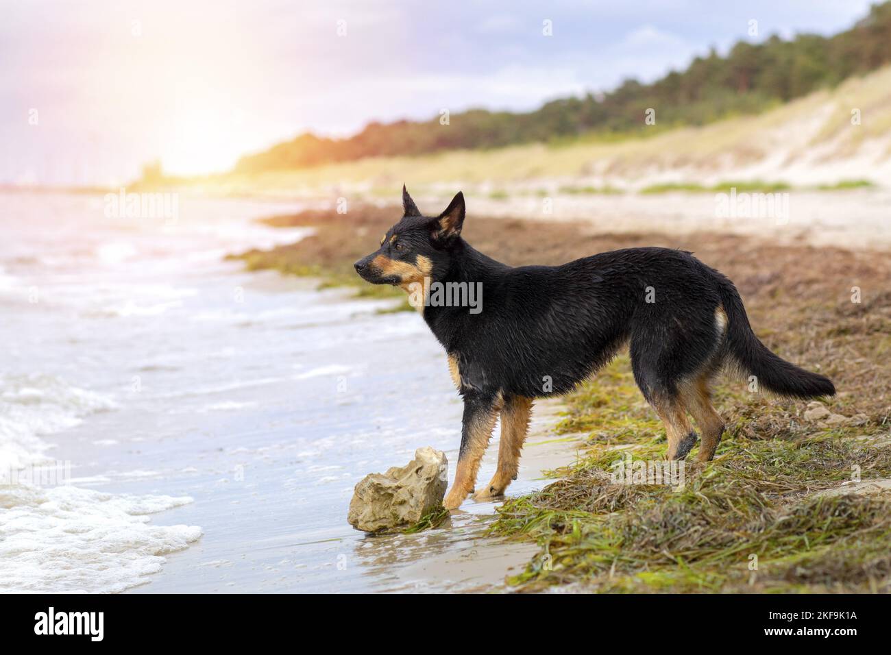 adult Australian Kelpie Stock Photo - Alamy