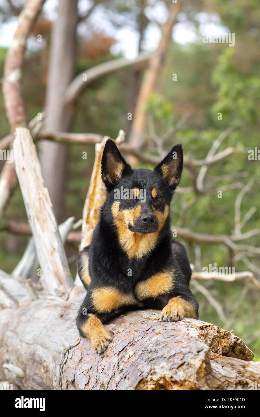 adult Australian Kelpie Stock Photo - Alamy
