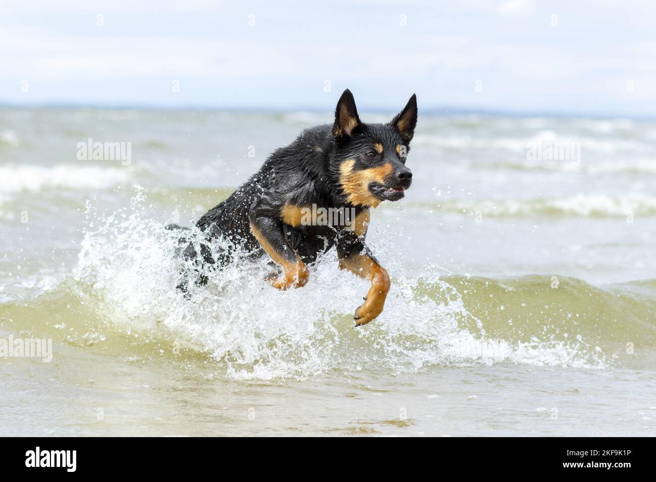 adult Australian Kelpie Stock Photo - Alamy