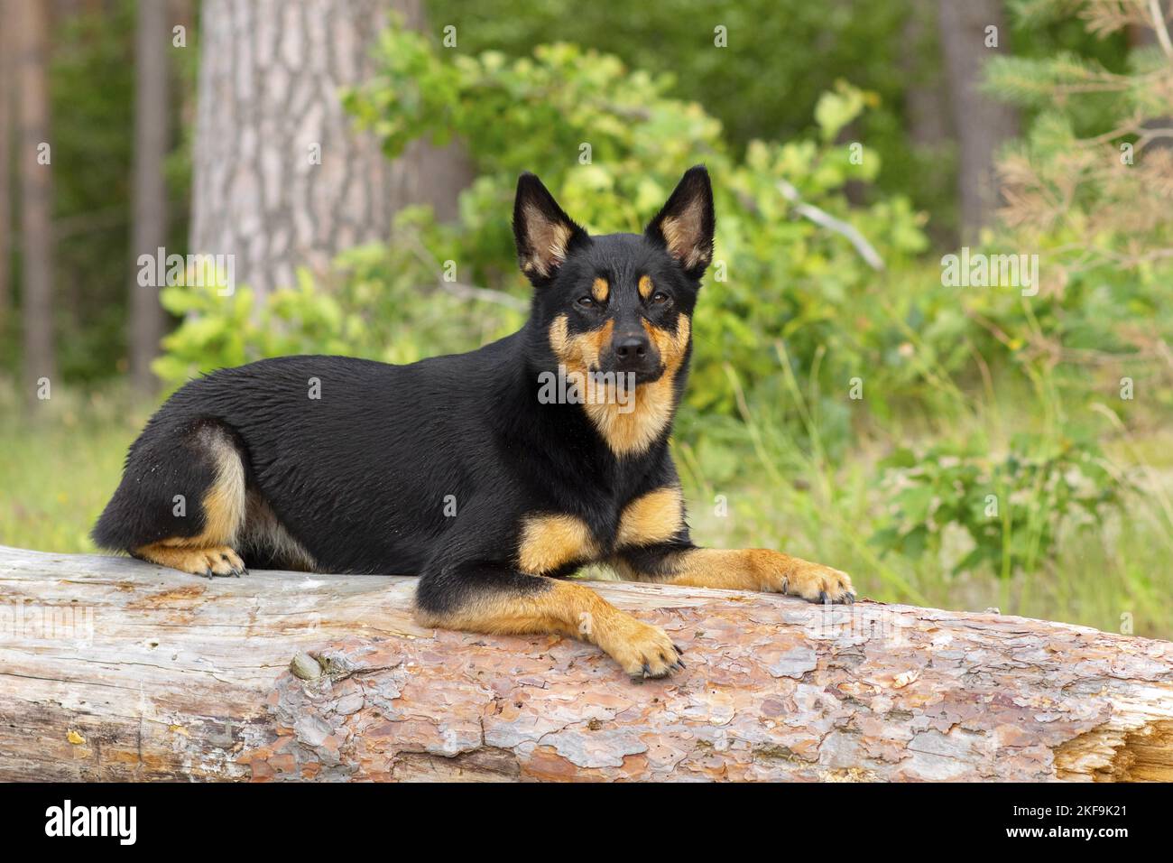 adult Australian Kelpie Stock Photo - Alamy