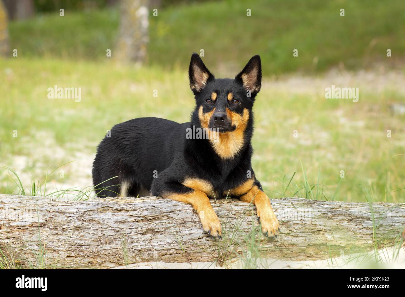 adult Australian Kelpie Stock Photo - Alamy