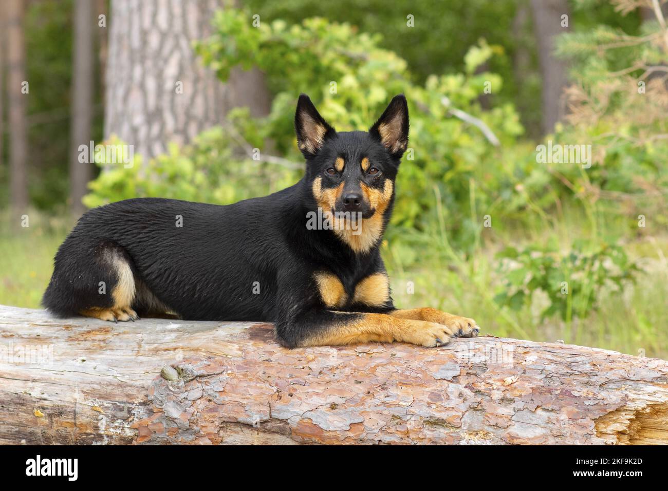 adult Australian Kelpie Stock Photo - Alamy