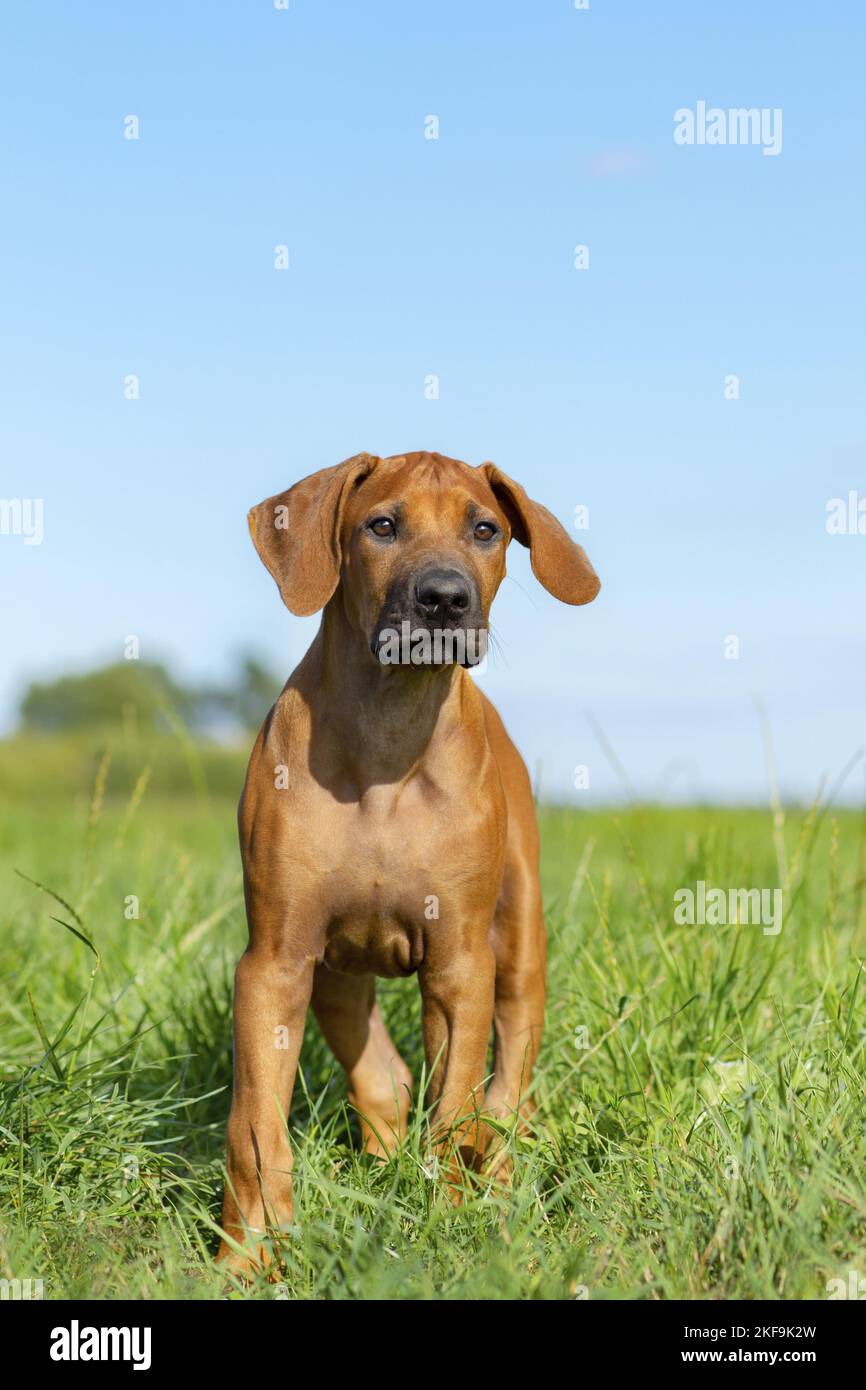 Rhodesian Ridgeback Puppy Stock Photo - Alamy