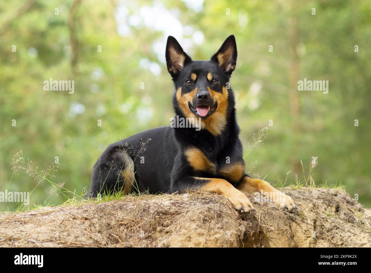 adult Australian Kelpie Stock Photo - Alamy