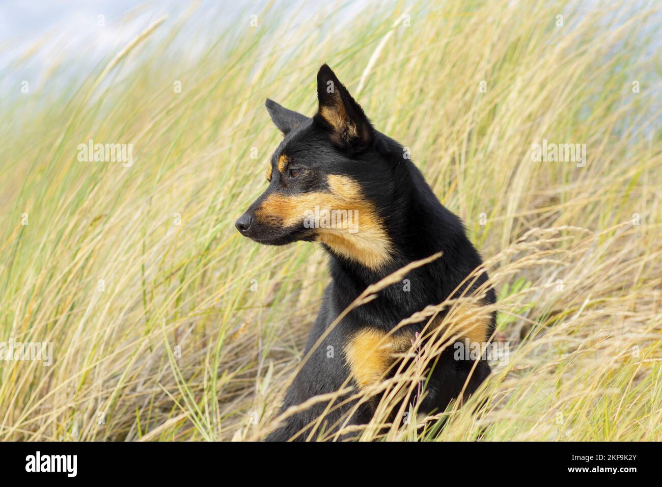 adult Australian Kelpie Stock Photo - Alamy