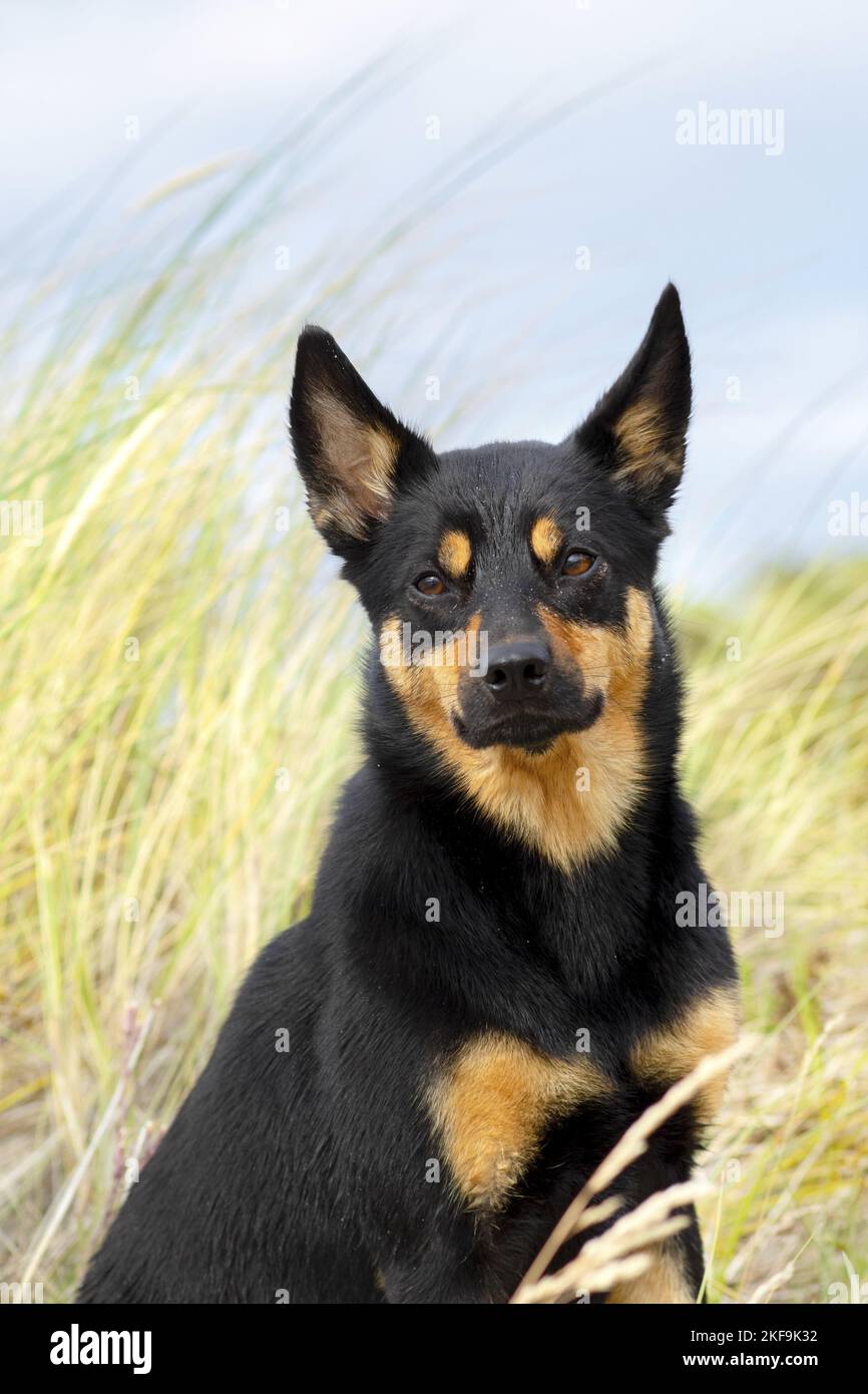 adult Australian Kelpie Stock Photo - Alamy