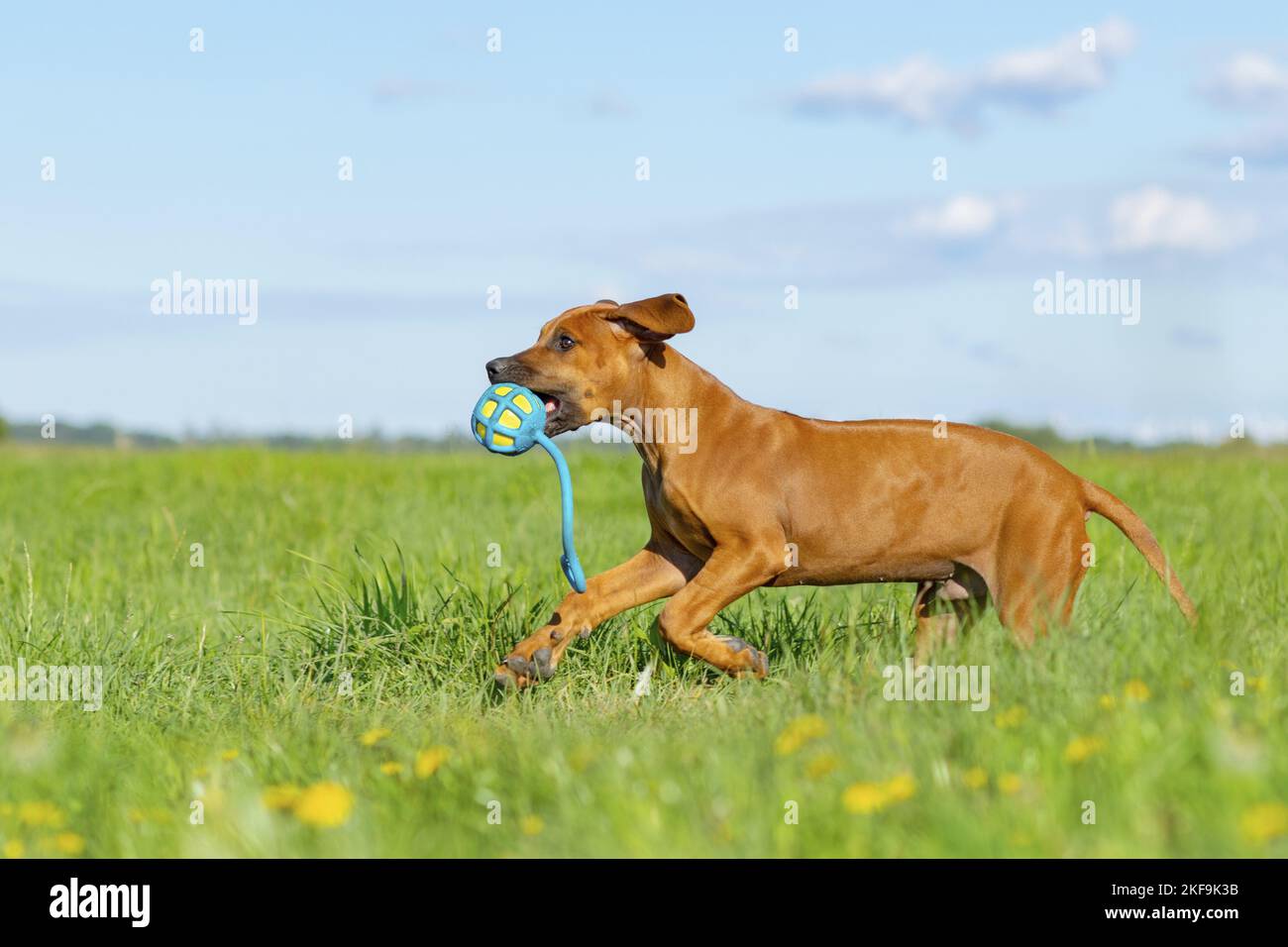 Rhodesian Ridgeback Puppy Stock Photo - Alamy