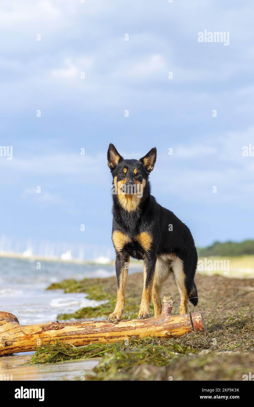 adult Australian Kelpie Stock Photo - Alamy