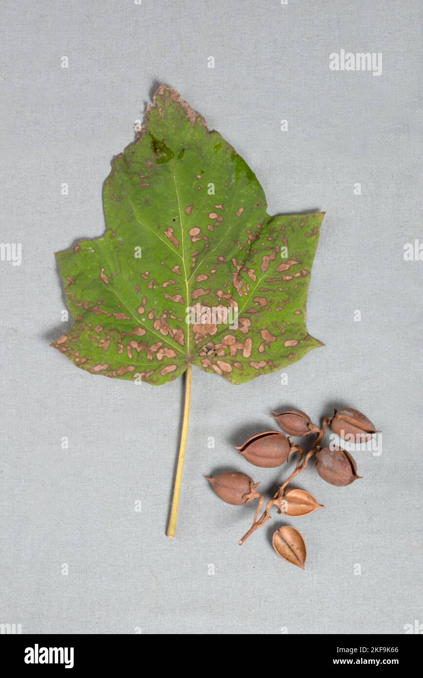 Paulownia elongate leaf and brown seed hulls Stock Photo - Alamy