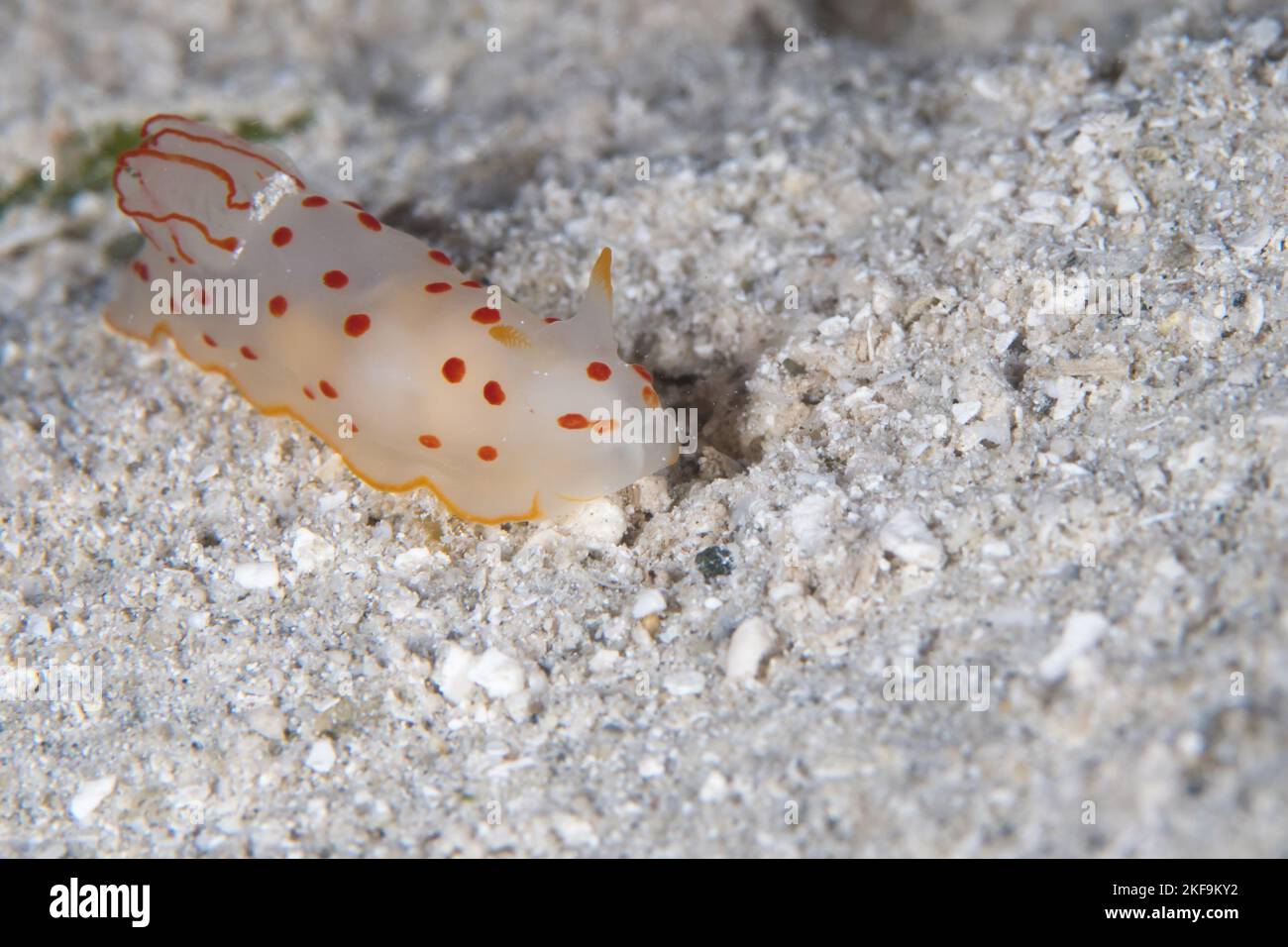 Colourful Nudibranch from the Witu Islands in papua New Guinea Stock ...