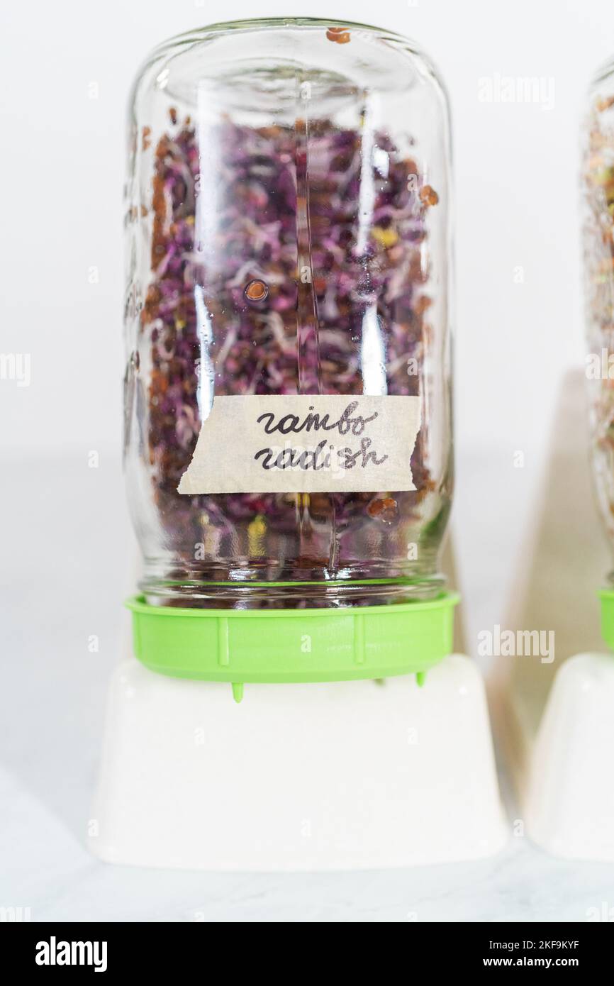 Growing sprouts in a jar Stock Photo - Alamy