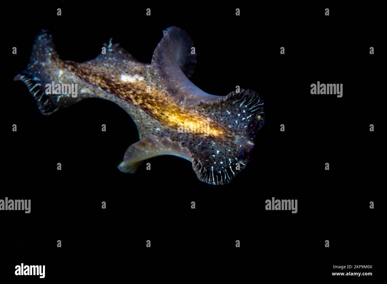 Beautiful design on marine flat worm underwater on coral reef Stock ...