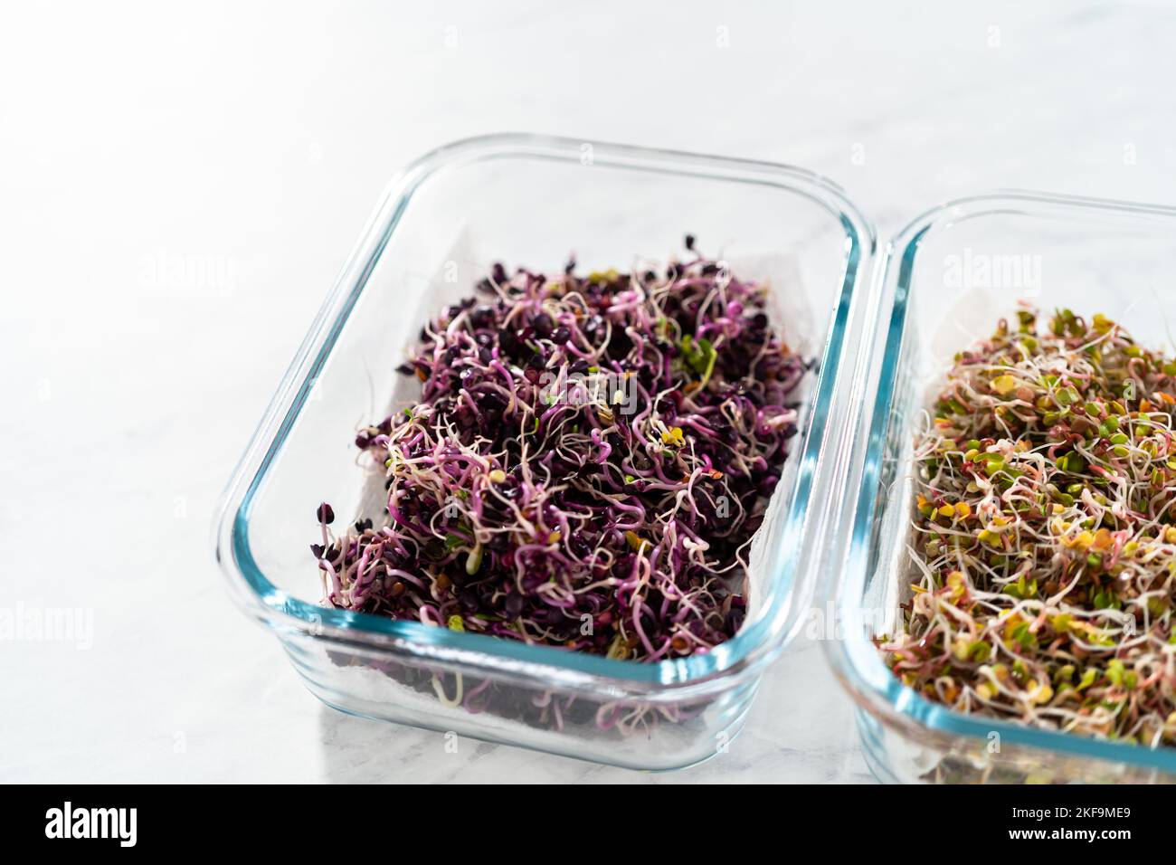 Growing sprouts in a jar Stock Photo - Alamy