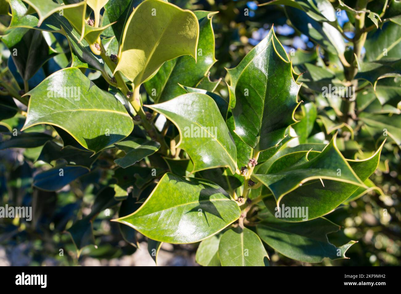 European holly plant, Ilex aquifolium with glossy green prickly leaves ...