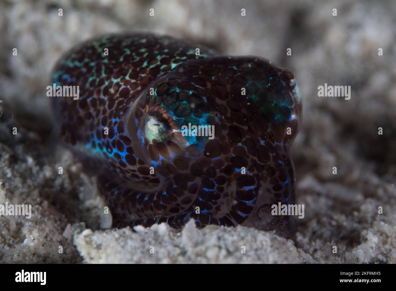 Bobtail squid comes out to feed at nighttime - Euprymna scolopes Stock ...