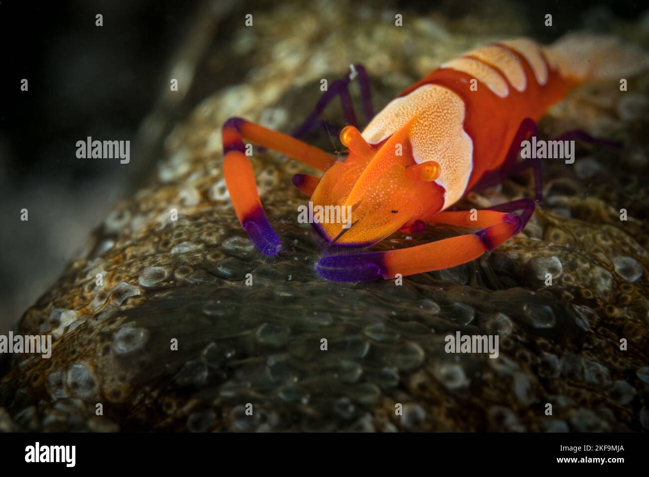 Colourful reef shrimp on healthy coral reef in the Indo Pacific Stock ...